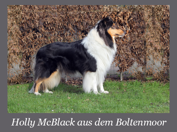 Collies aus dem Boltenmoor - Unsere Collies