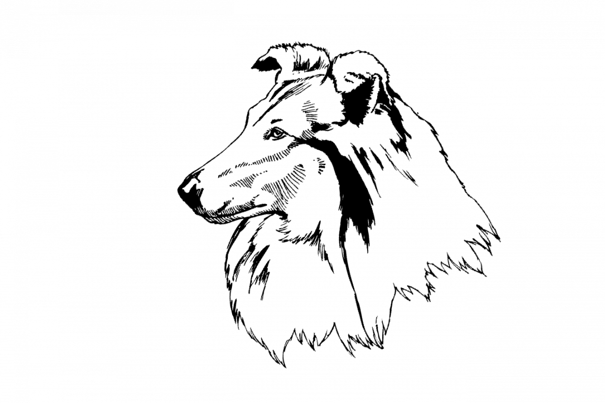 Collies aus dem Boltenmoor - Blog: Deckzeitbestimmung anhand des ...