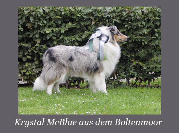 Collies aus dem Boltenmoor - Unsere Collies